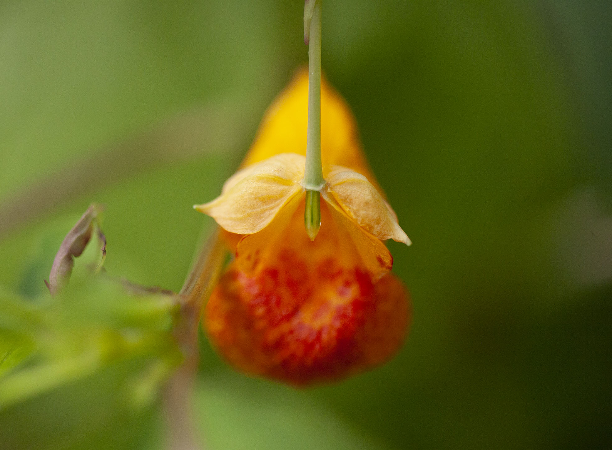 Jewelweed Project – Applied Community Ecology