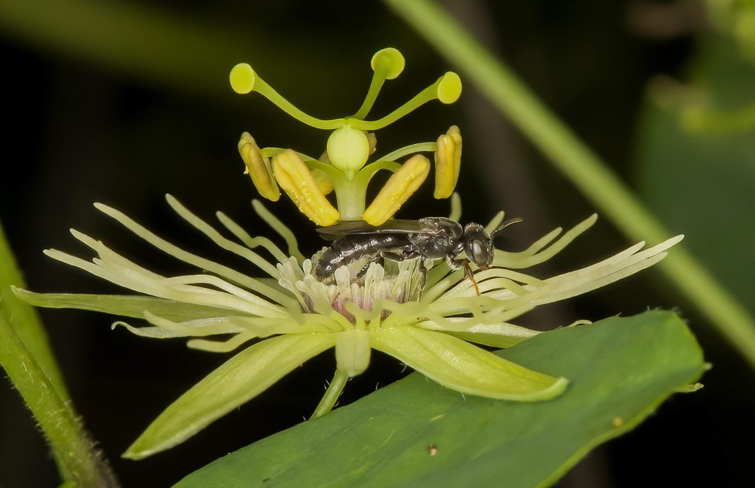 The Passionflower Bee Project – Applied Community Ecology